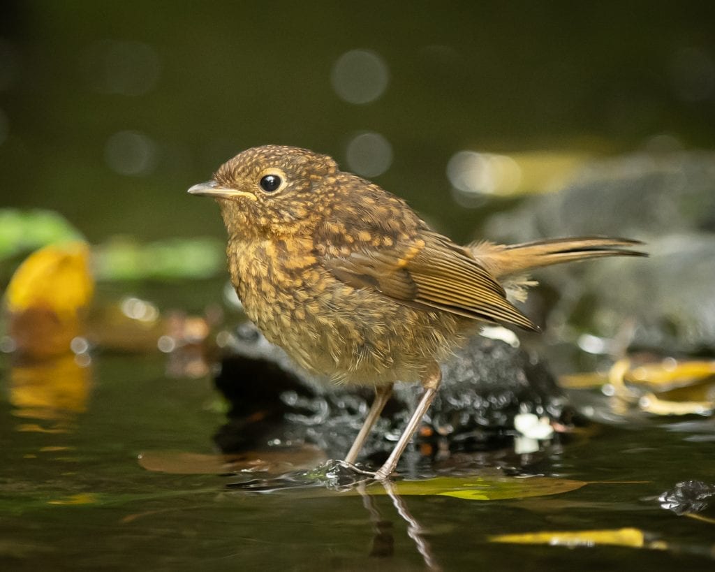 Garden Birds - Fledglings and their Parents - BirdWatch Ireland