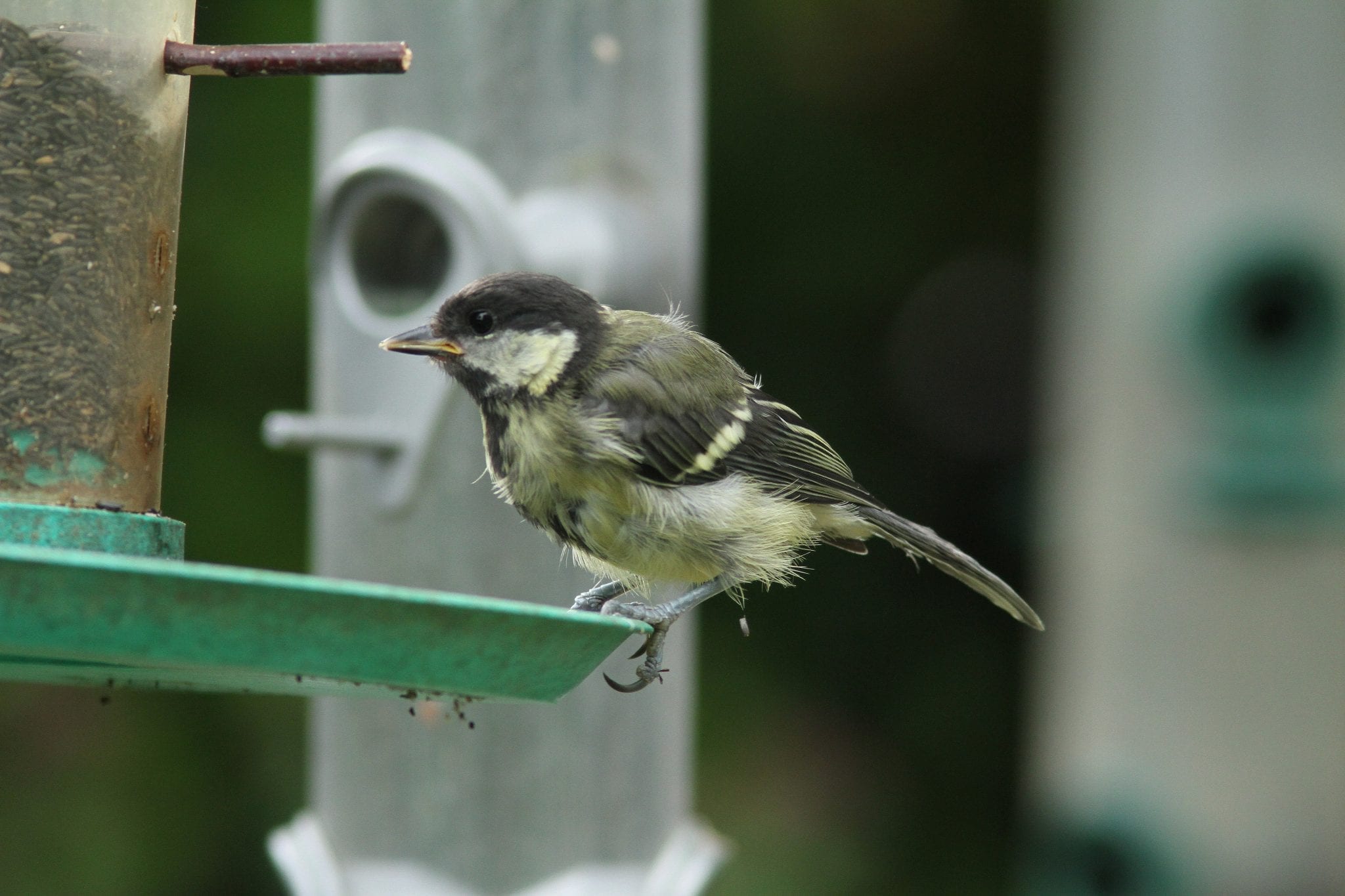 Garden Birds - Fledglings and their Parents - BirdWatch Ireland
