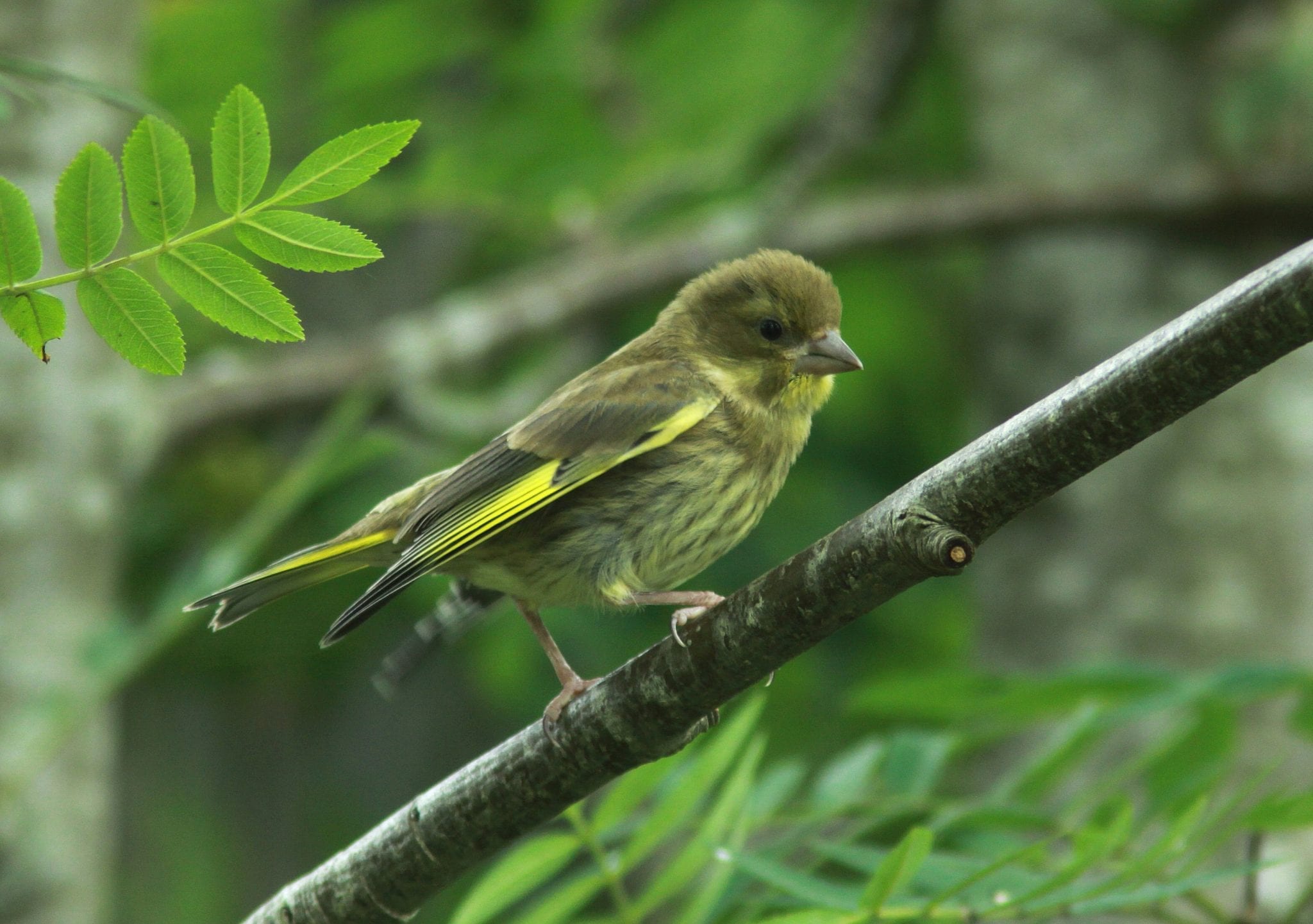 Garden Birds - Fledglings and their Parents - BirdWatch Ireland