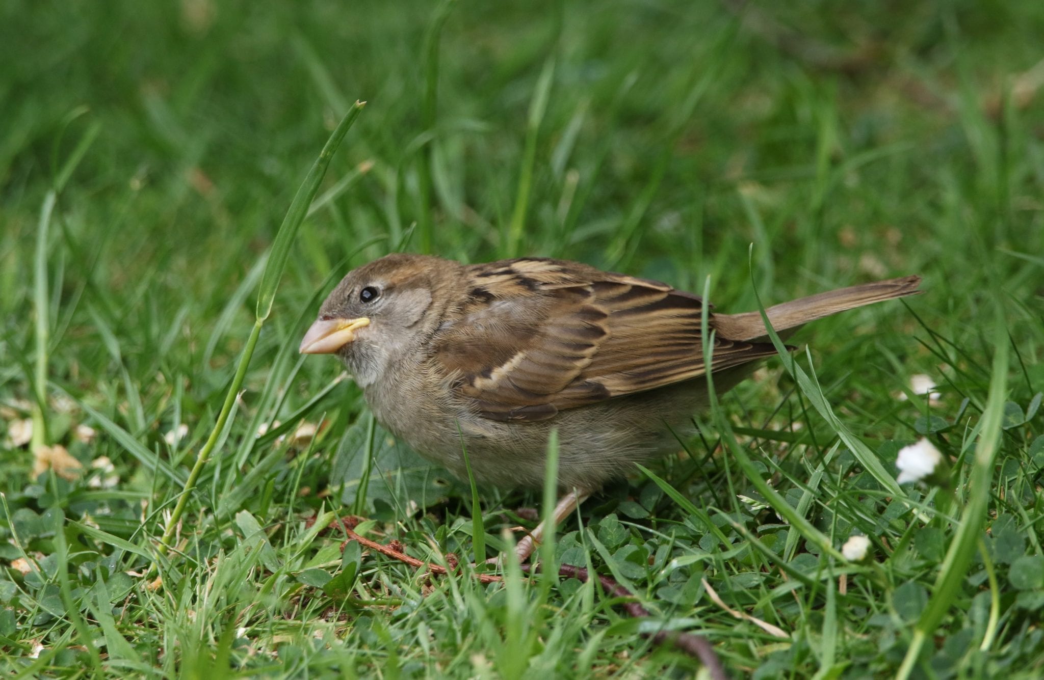 Garden Birds - Fledglings and their Parents - BirdWatch Ireland