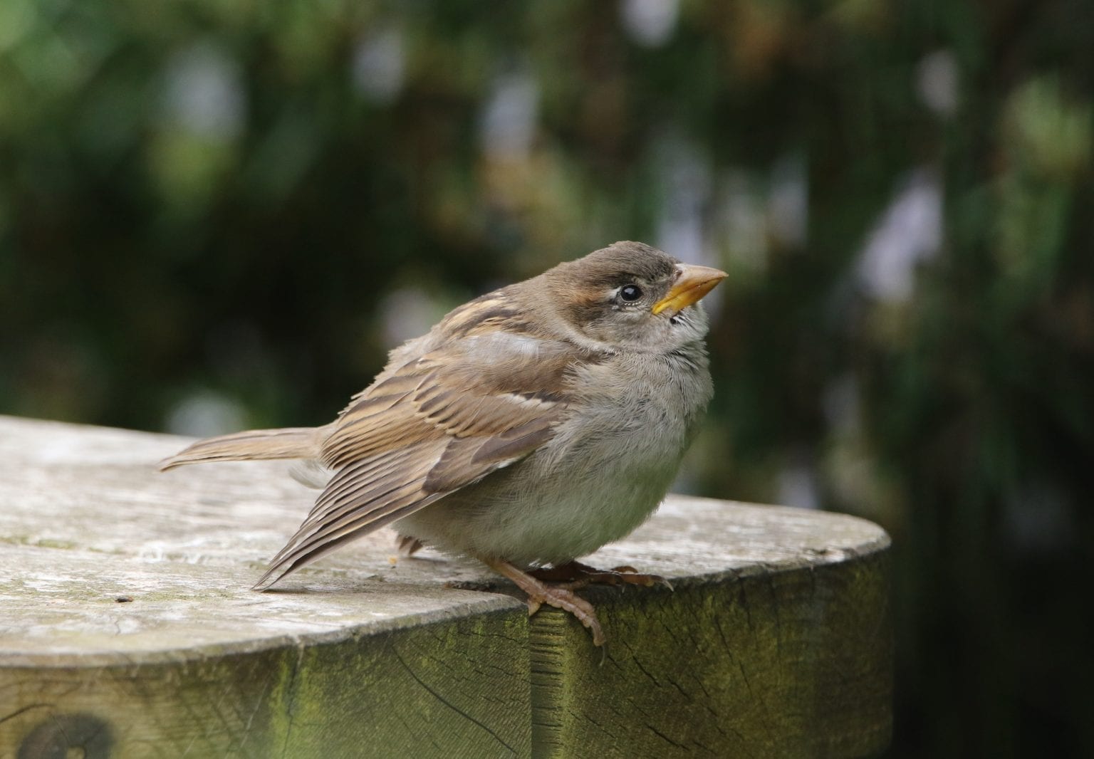 Garden Birds - Fledglings and their Parents - BirdWatch Ireland