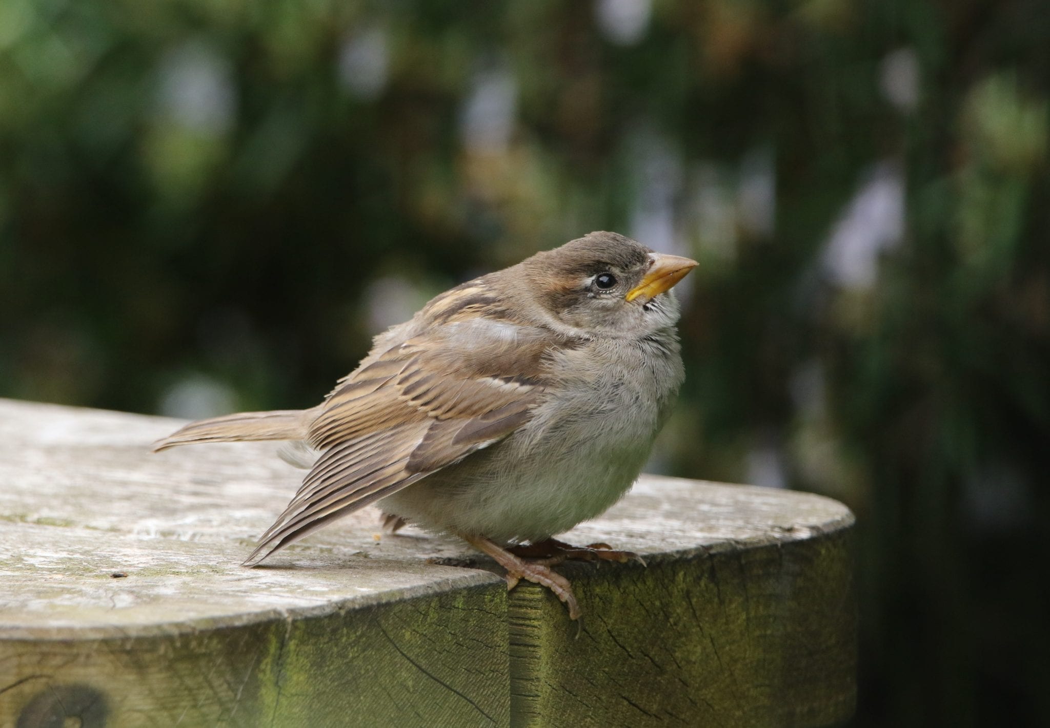 Garden Birds - Fledglings and their Parents - BirdWatch Ireland
