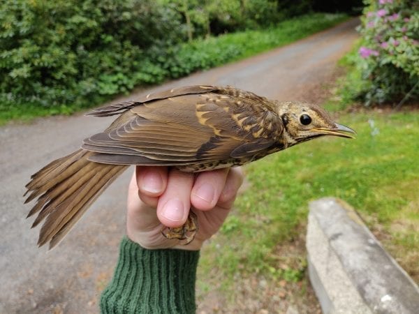 Garden Birds - Fledglings and their Parents - BirdWatch Ireland
