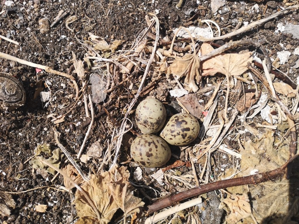 Rockablog 2020 - Broody Birds Begin to Breed! - BirdWatch Ireland