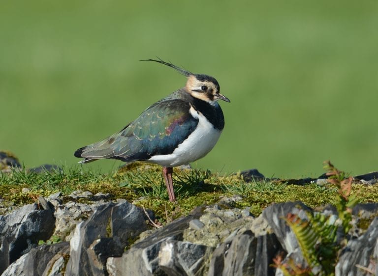 New analysis charts fortunes of wintering waterbirds at a hundred Irish ...