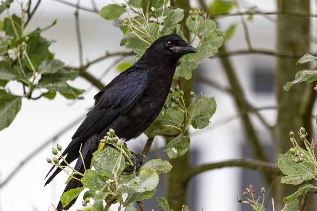 Garden Birds - Fledglings and their Parents - BirdWatch Ireland
