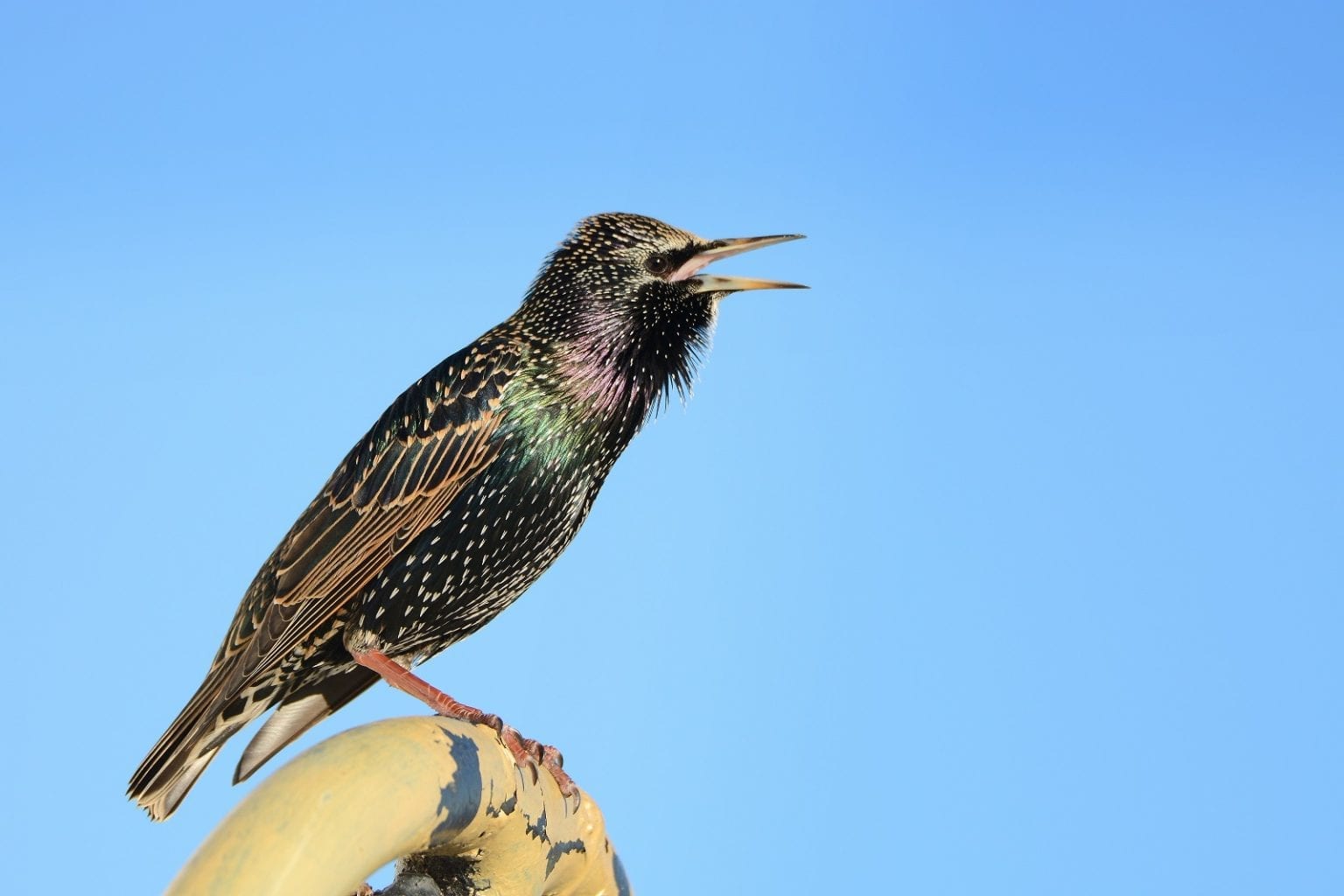 All eyes are on the sky this winter as Irish Starling Murmuration ...