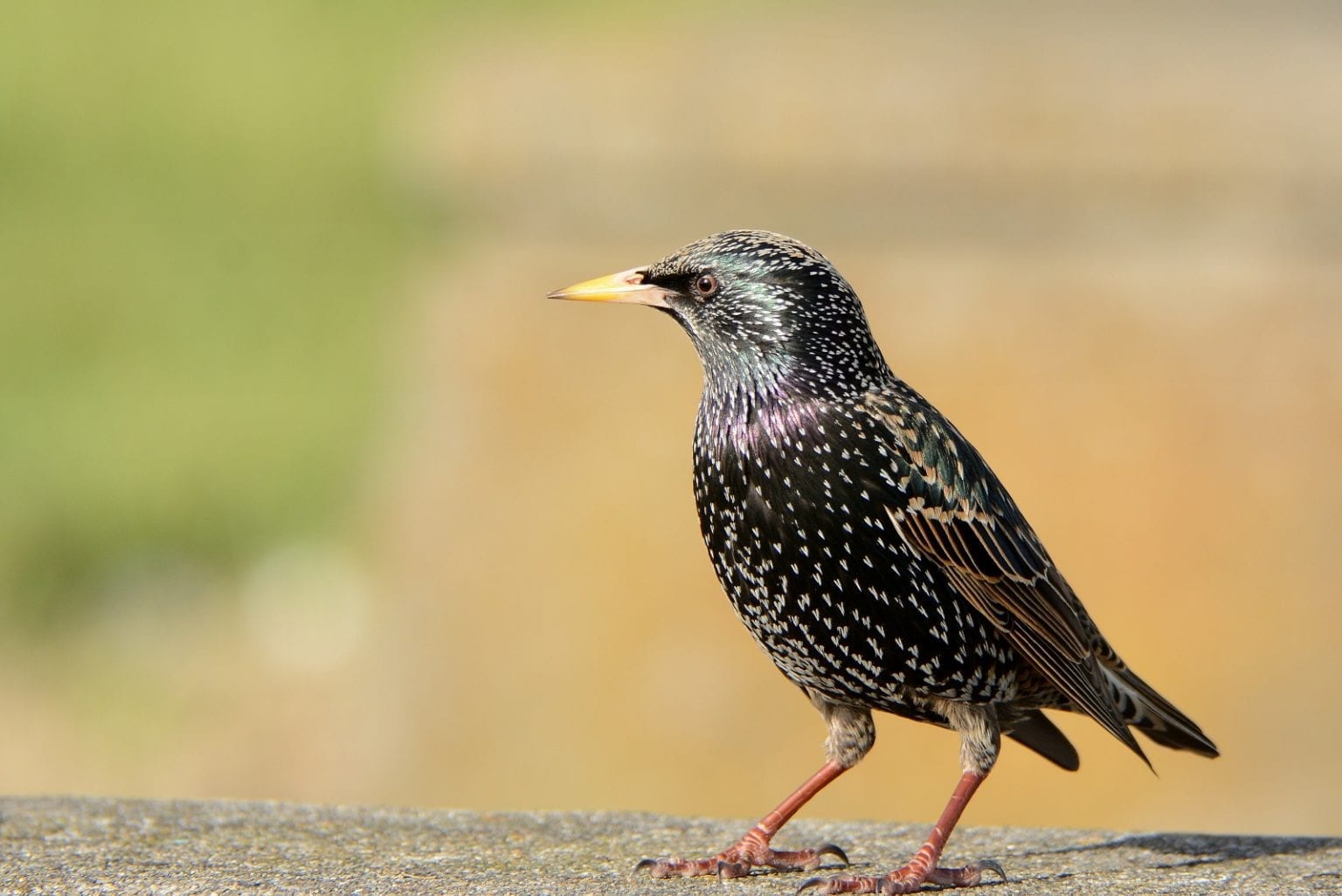 Garden Birds - Fledglings and their Parents - BirdWatch Ireland