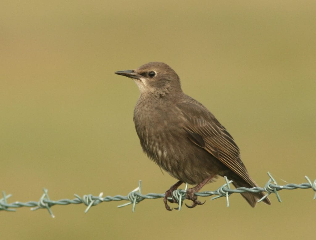 Garden Birds - Fledglings and their Parents - BirdWatch Ireland