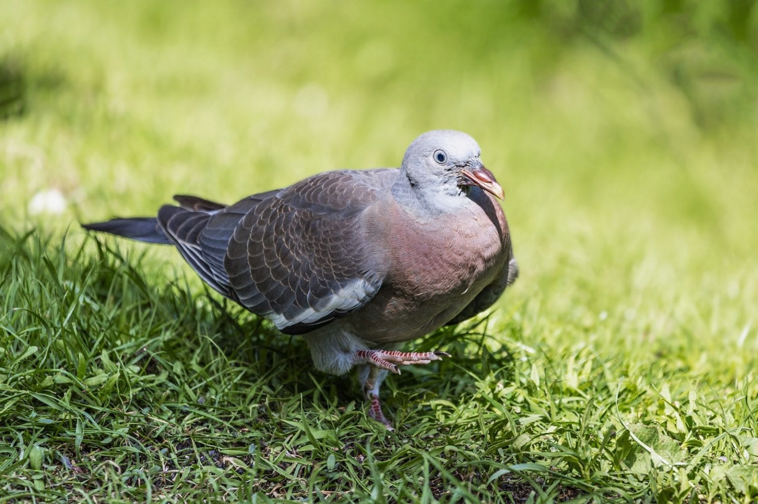 Garden Birds - Fledglings and their Parents - BirdWatch Ireland