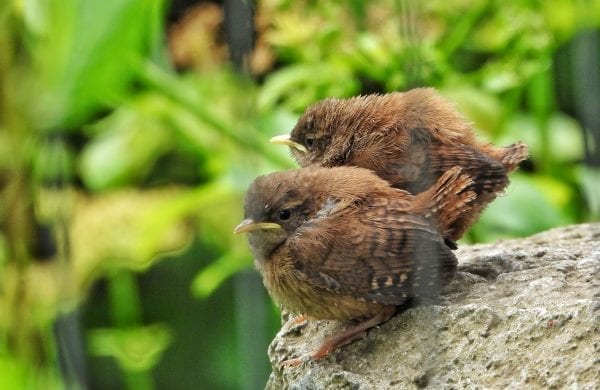 Garden Birds - Fledglings and their Parents - BirdWatch Ireland