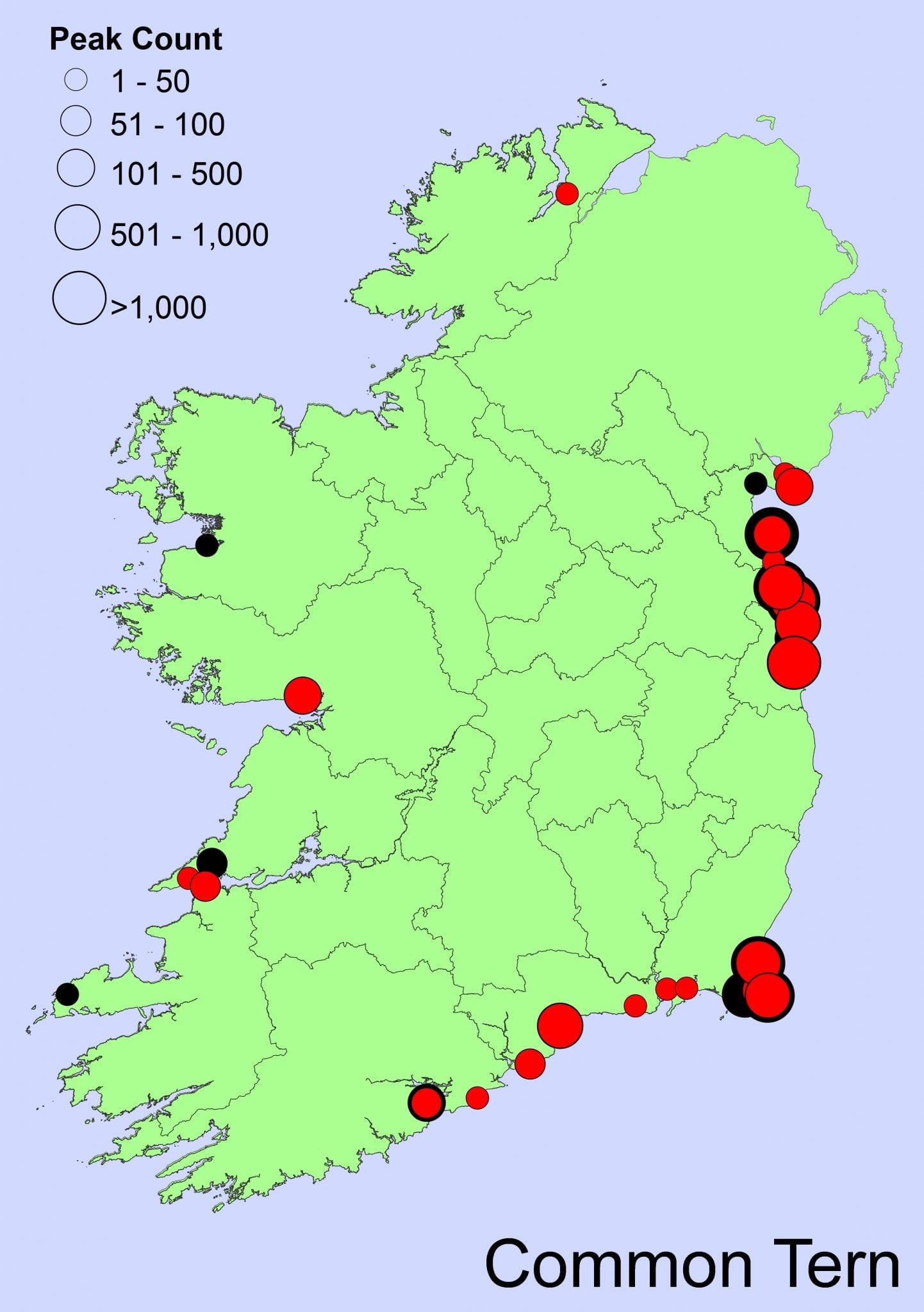 Request for sightings of Terns roosting around the Irish coast ...