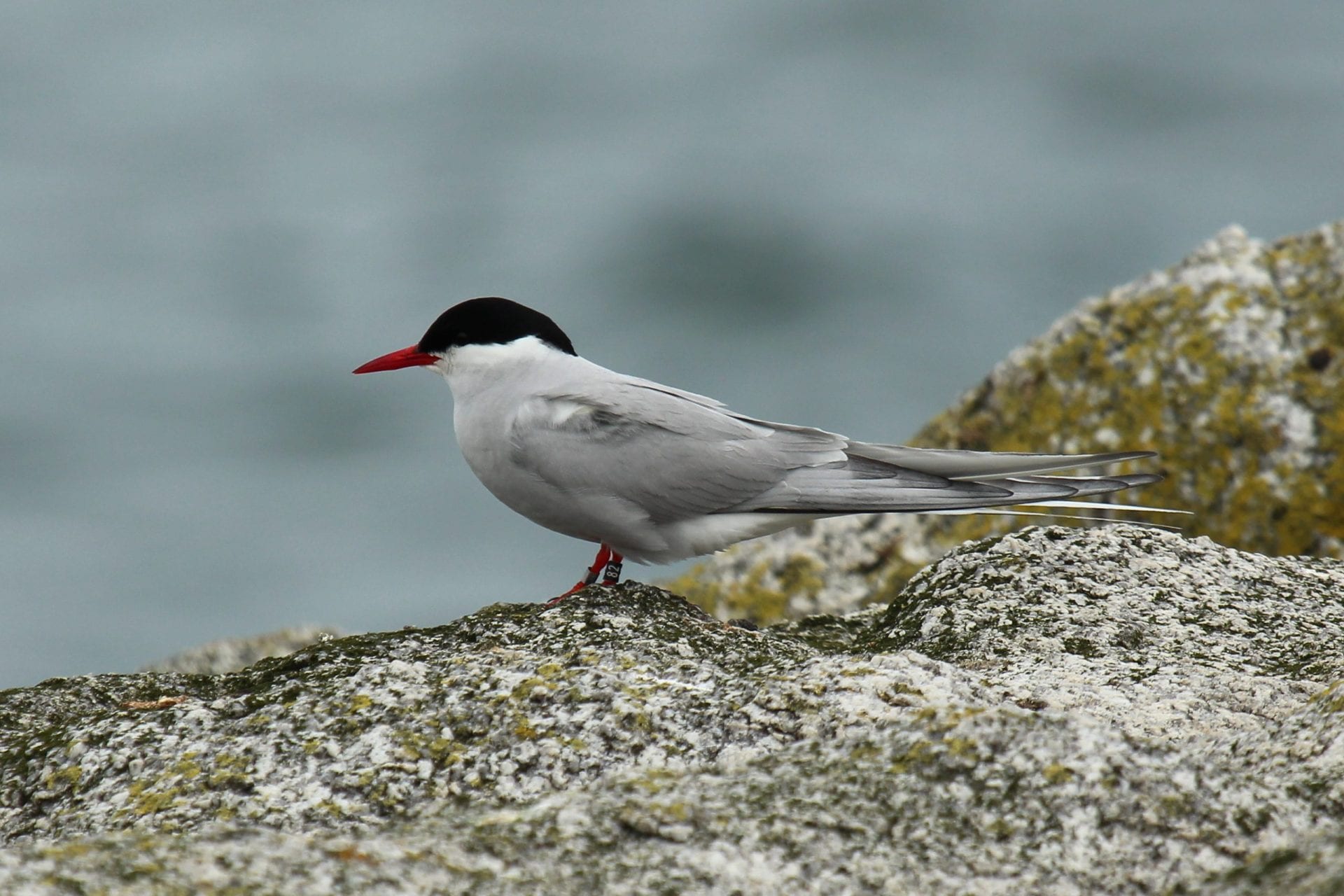 Colour ringing terns in Dublin Bay - BirdWatch Ireland