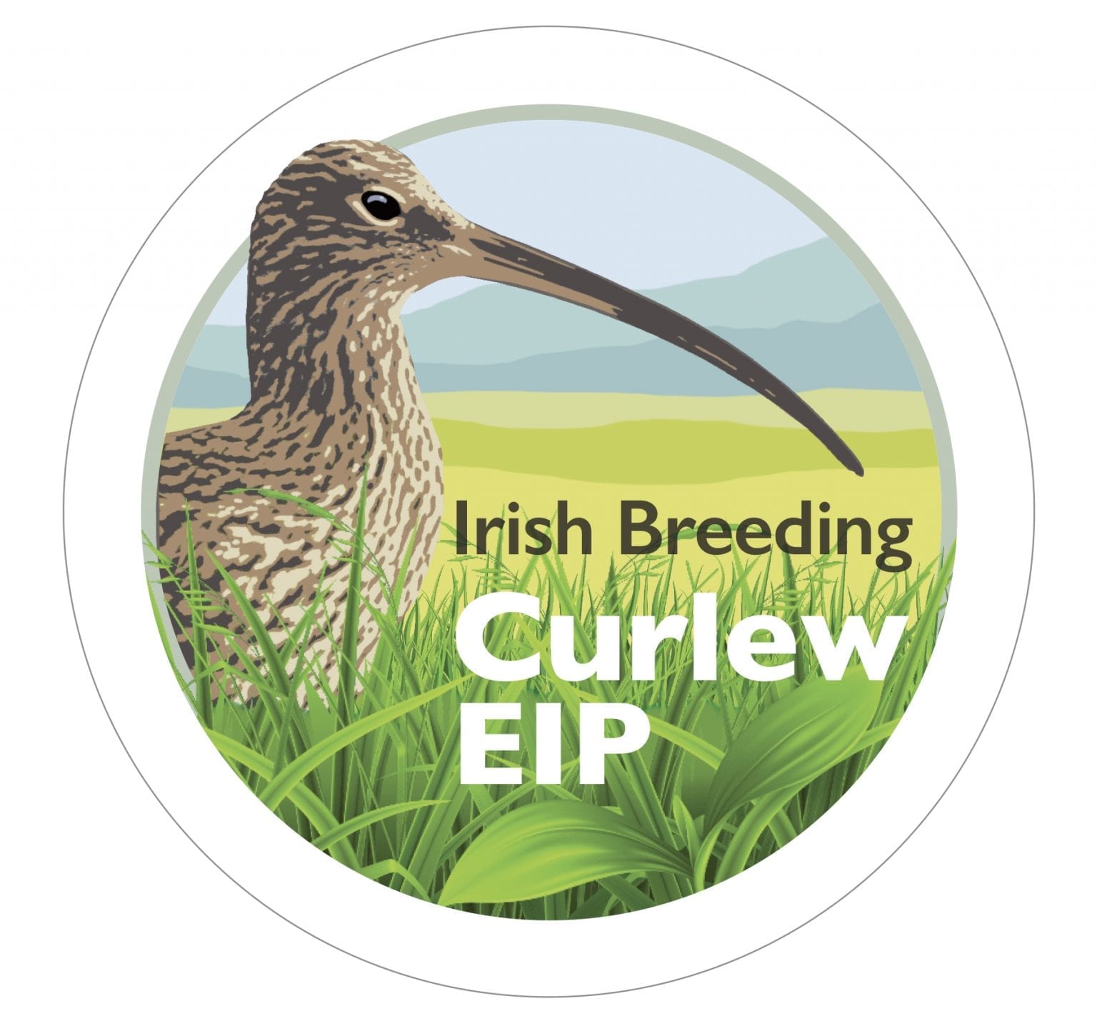 World Curlew Day: celebrating one of Ireland's most precious birds ...
