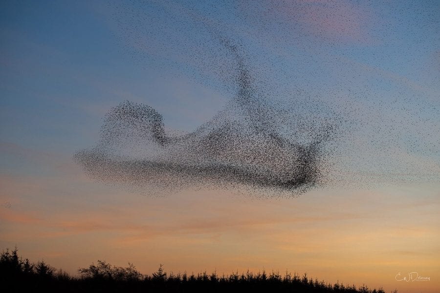 All eyes are on the sky this winter as Irish Starling Murmuration ...