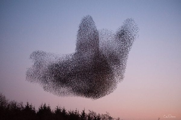 Have you seen this bird (and tens of thousands of its friends ...
