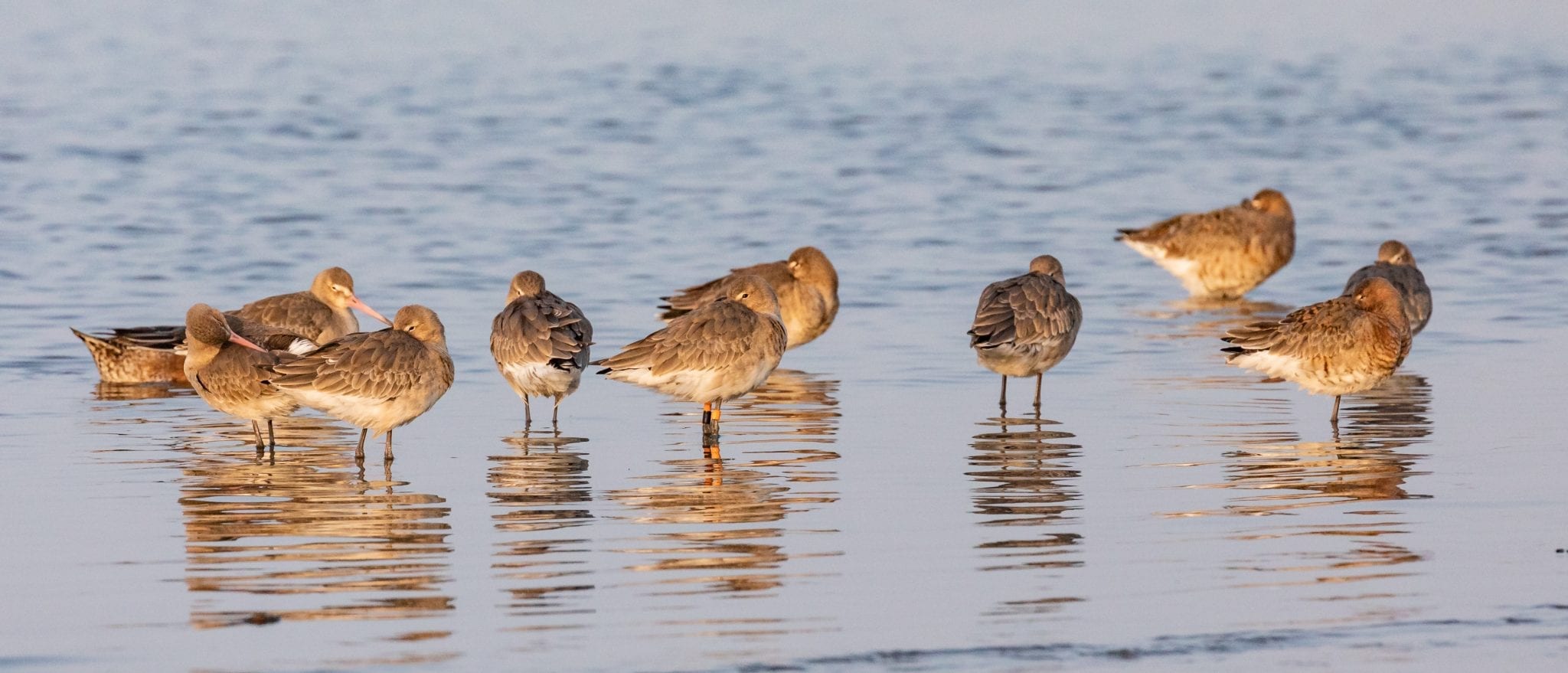 All your birds coming home to roost: an overview of roosting waterbirds ...