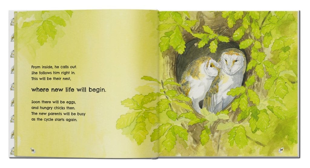 The beauty of Barn Owls showcased in a new children’s book - BirdWatch ...
