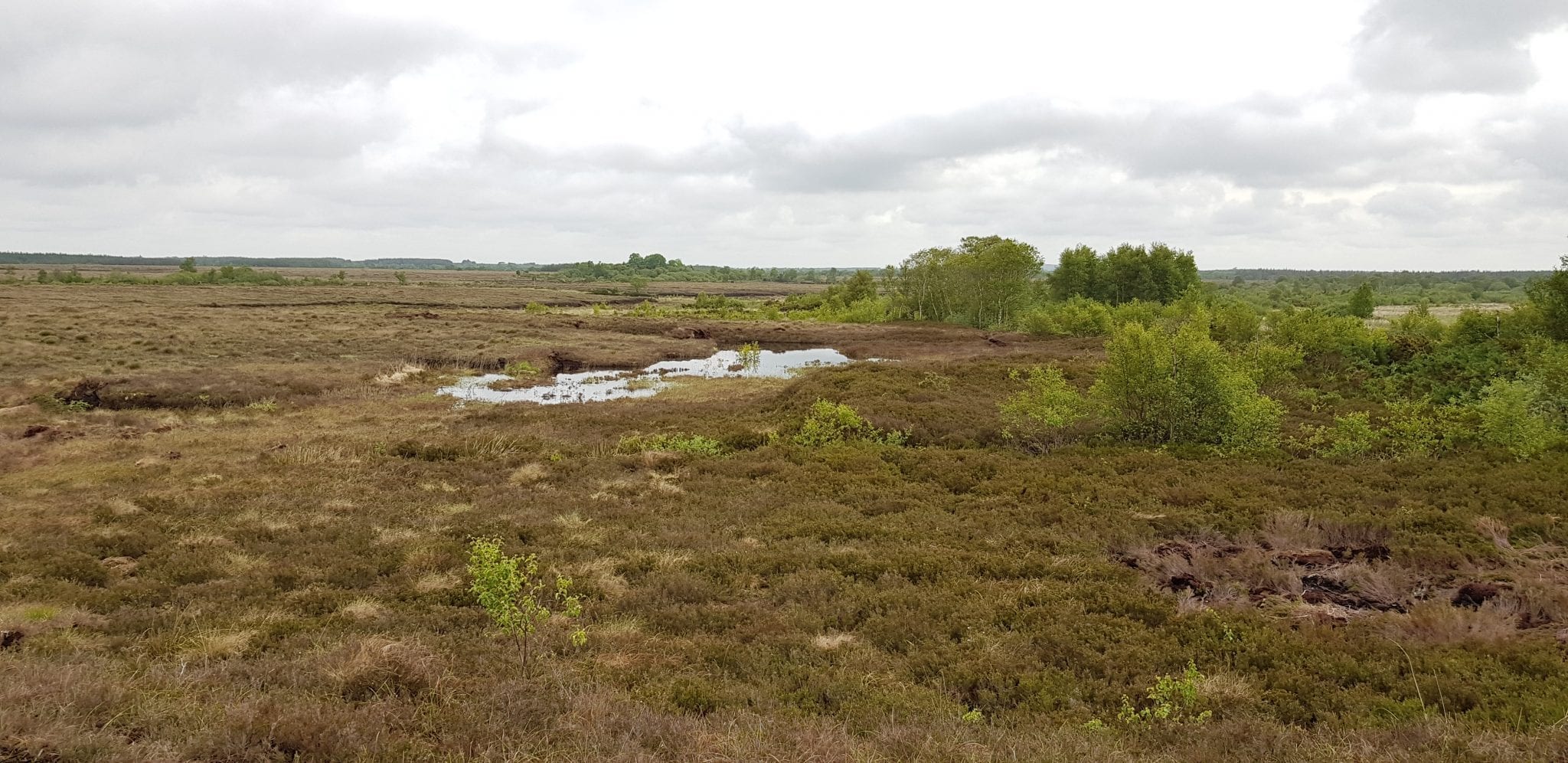 New video showcases conservation efforts bringing life back to a Galway ...