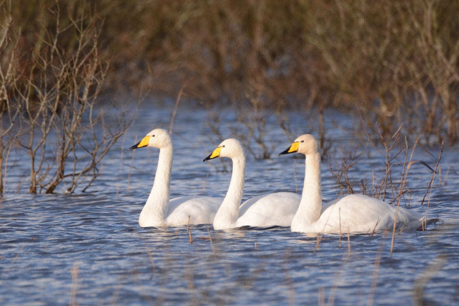 Whooper Swan numbers in Ireland increase in new census results ...