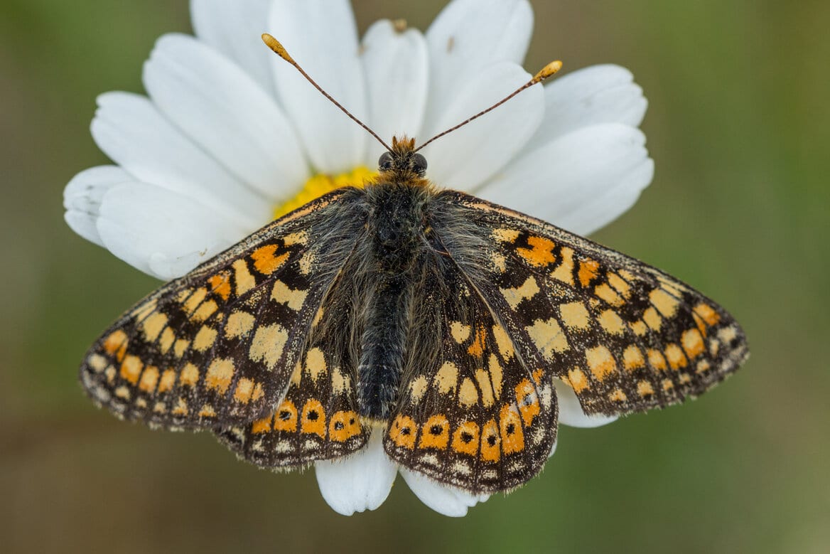 New video showcases conservation efforts bringing life back to a Galway ...