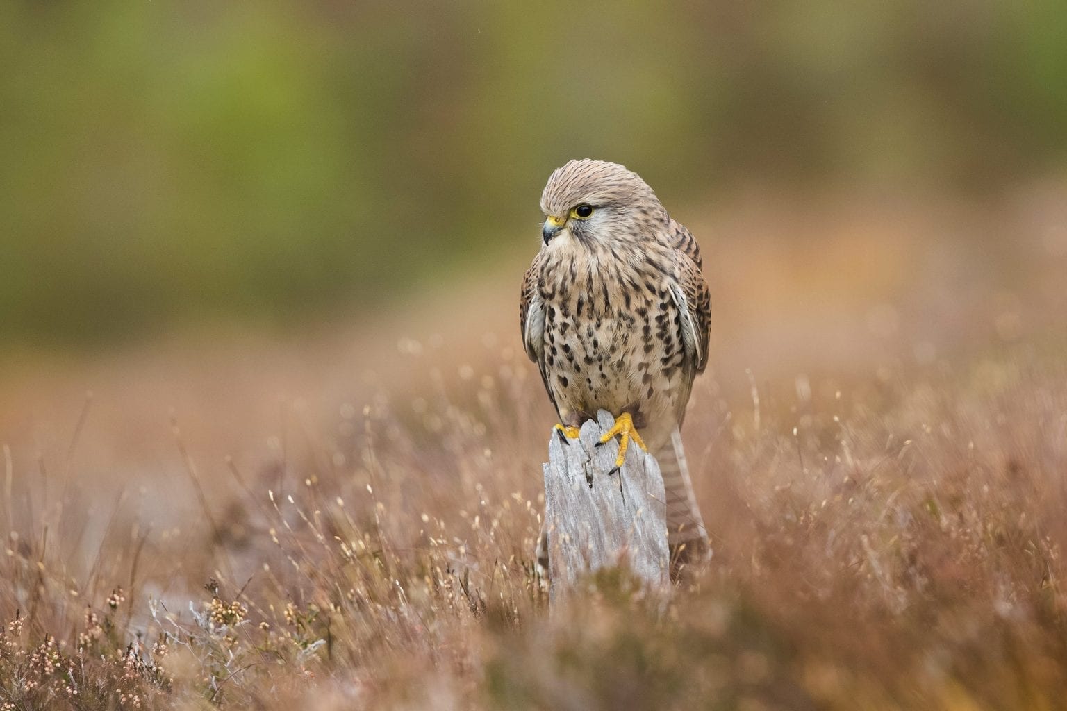 Irish birds are faring worse than ever before - BirdWatch Ireland