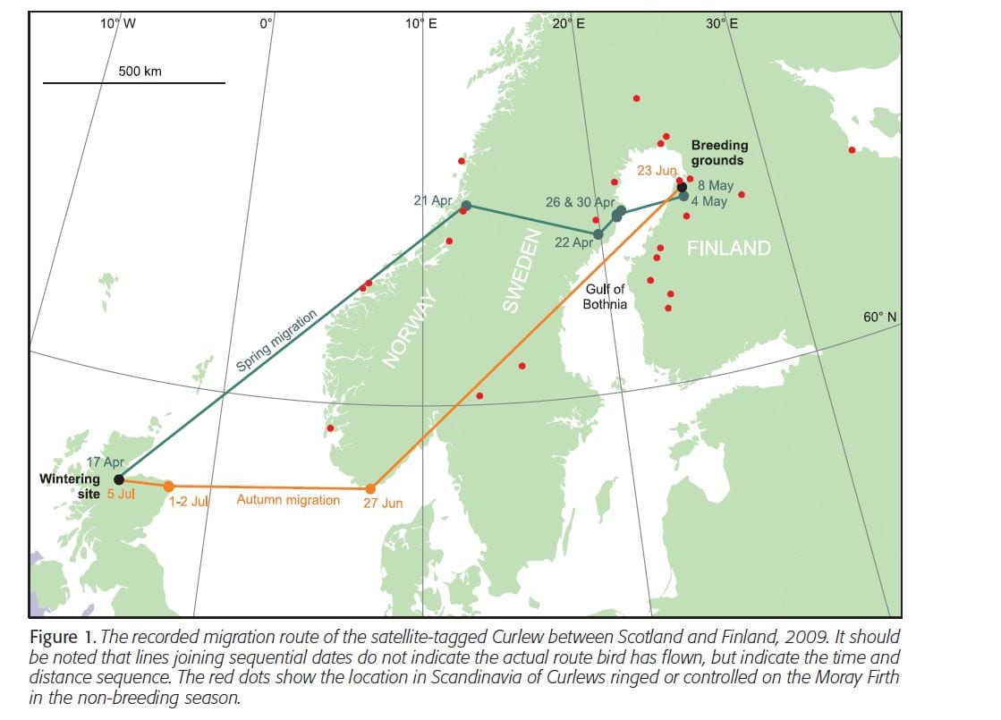 Crossing the 'Finnish' line: Dublin ringed Curlew breeding in Finland ...