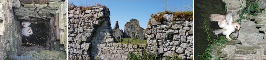 Barn Owl Survey - BirdWatch Ireland