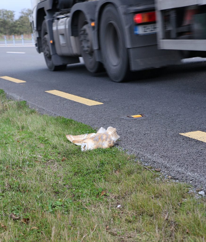 Barn Owl Survey - BirdWatch Ireland