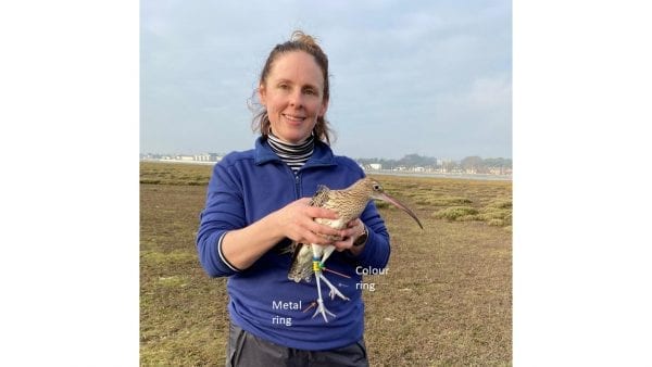 Crossing the 'Finnish' line: Dublin ringed Curlew breeding in Finland ...