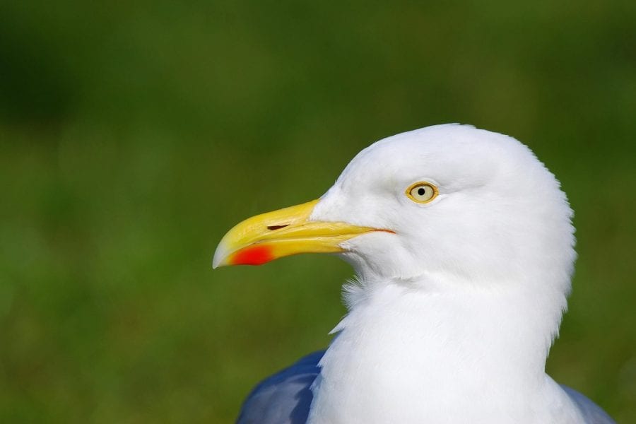 A walk on Nimmo's Pier - BirdWatch Ireland