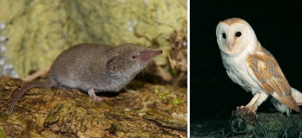 Last summer was the most productive breeding season on record for Irish ...