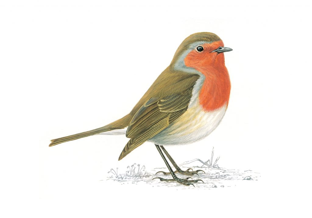 Laminated Identification Guide - BirdWatch Ireland