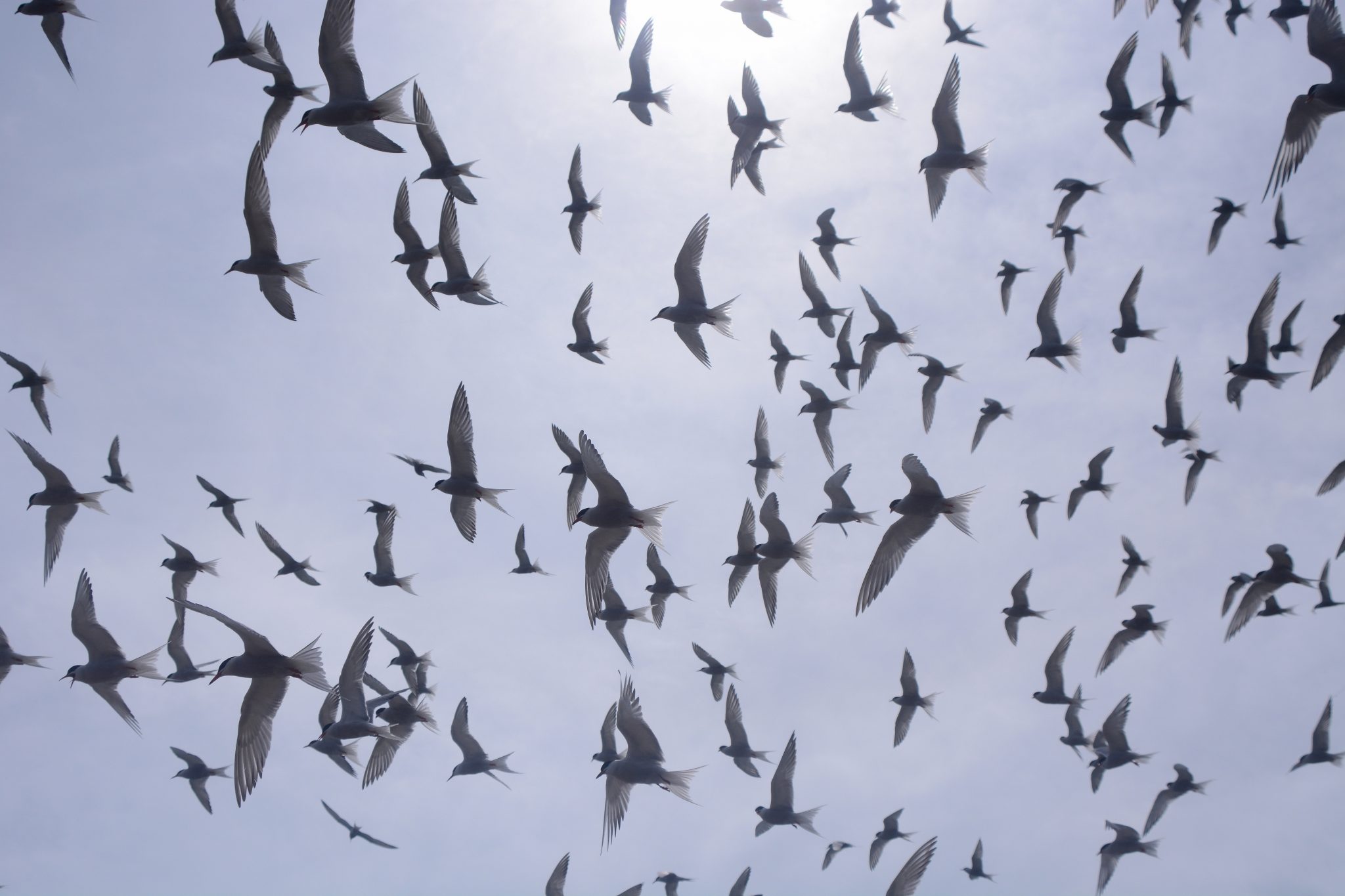 Dublin Bay Tern Colony Season Wrap - BirdWatch Ireland