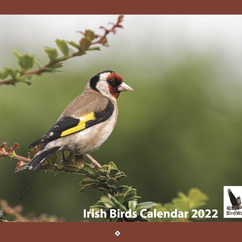 Shop - BirdWatch Ireland - all proceeds support conservation in Ireland