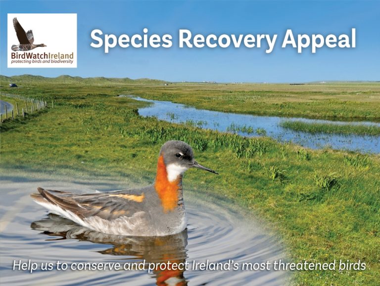 Species Recovery Appeal - BirdWatch Ireland