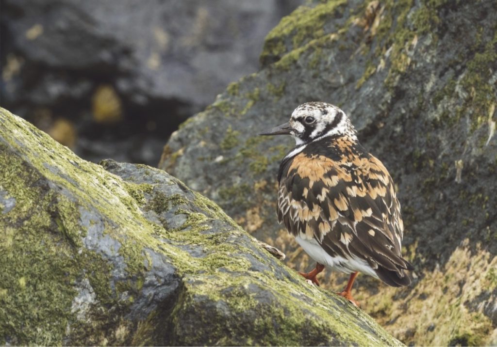Walk on Nimmo’s Pier - BirdWatch Ireland