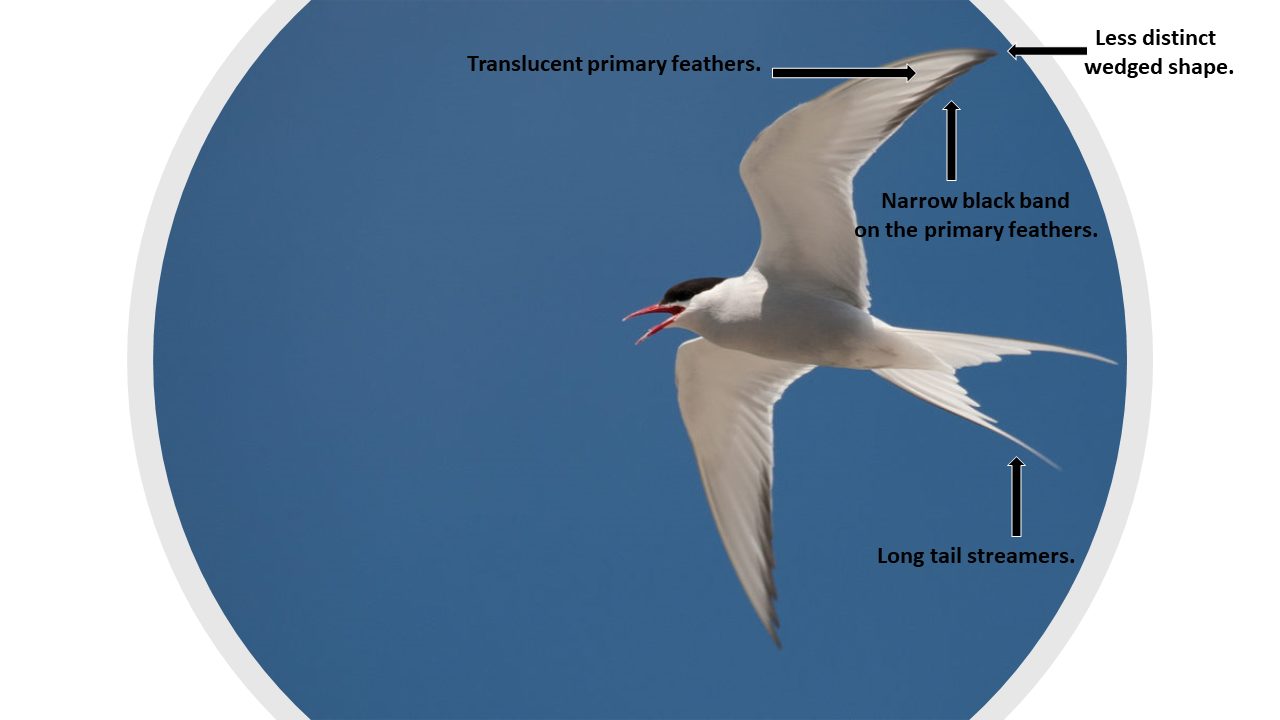 Common and Arctic Tern id - a photo-guide - BirdWatch Ireland