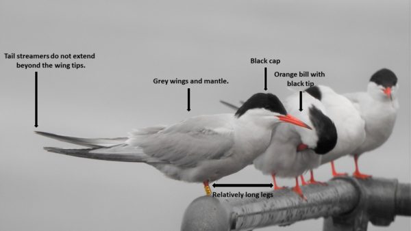 Common and Arctic Tern id - a photo-guide - BirdWatch Ireland