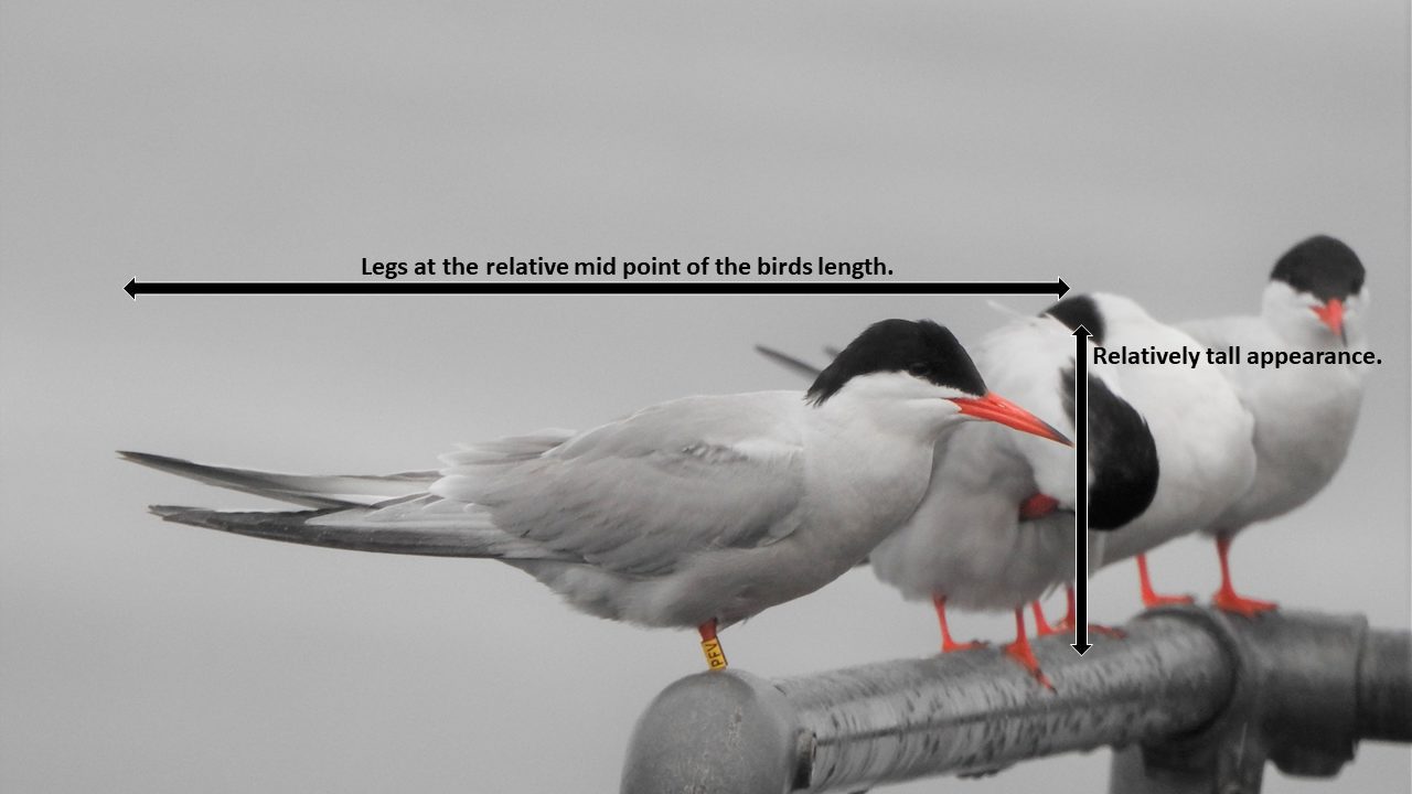Common and Arctic Tern id - a photo-guide - BirdWatch Ireland