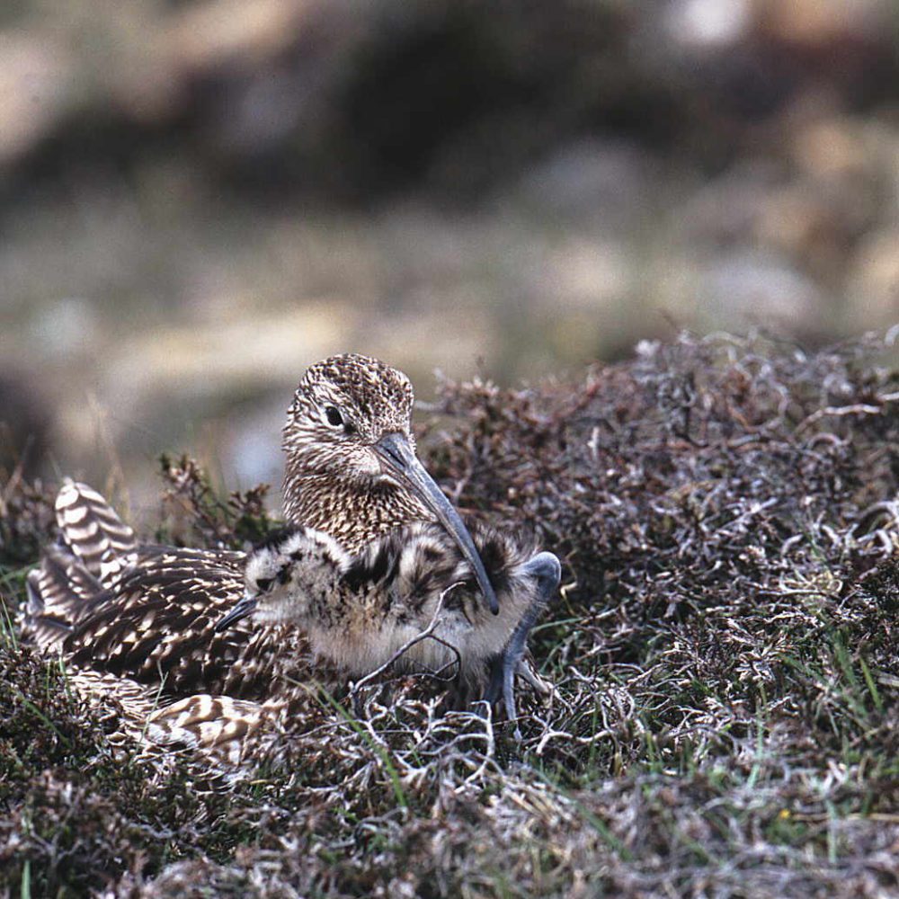 Curlew Archives - BirdWatch Ireland