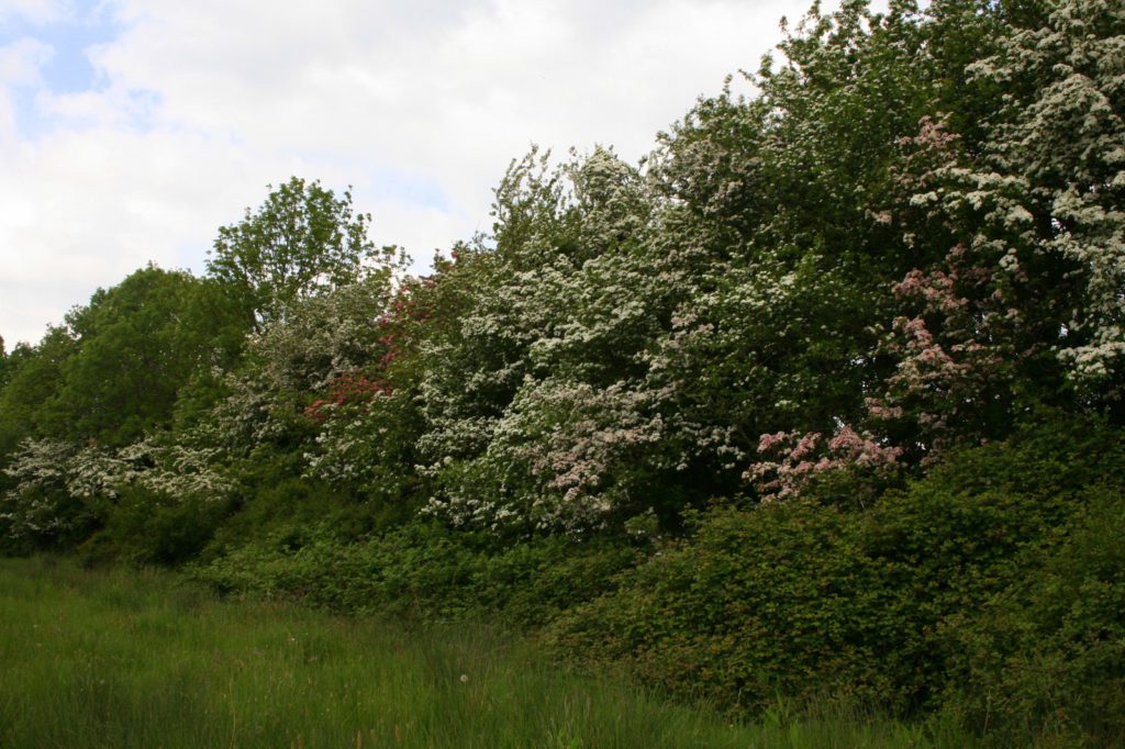 Four Reasons to Appreciate Hedges - BirdWatch Ireland