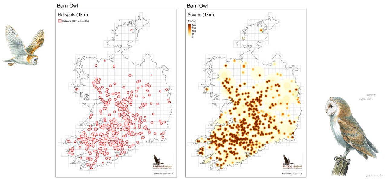 BirdWatch Ireland encourages farmers to consider Barn Owl beneficial ...