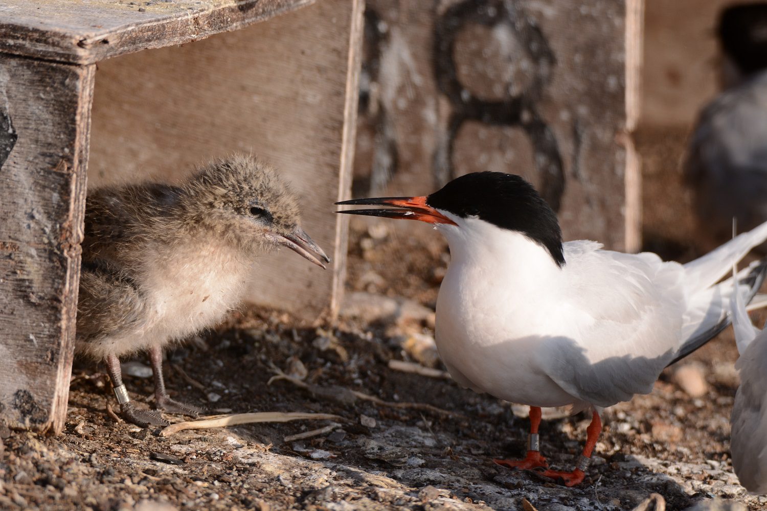 Boxing clever: the simple conservation strategy saving threatened ...