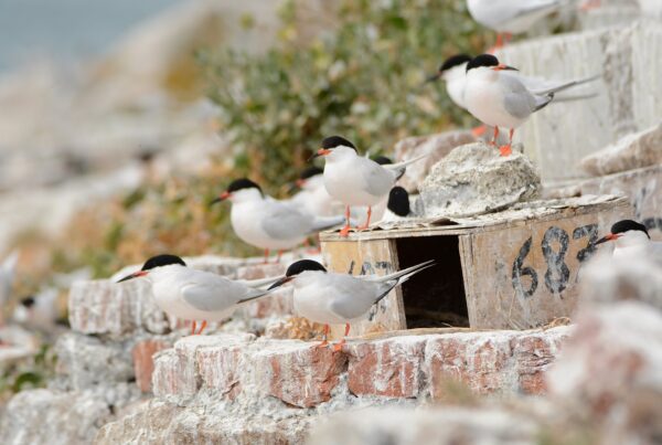 Rockabill Tern project - BirdWatch Ireland