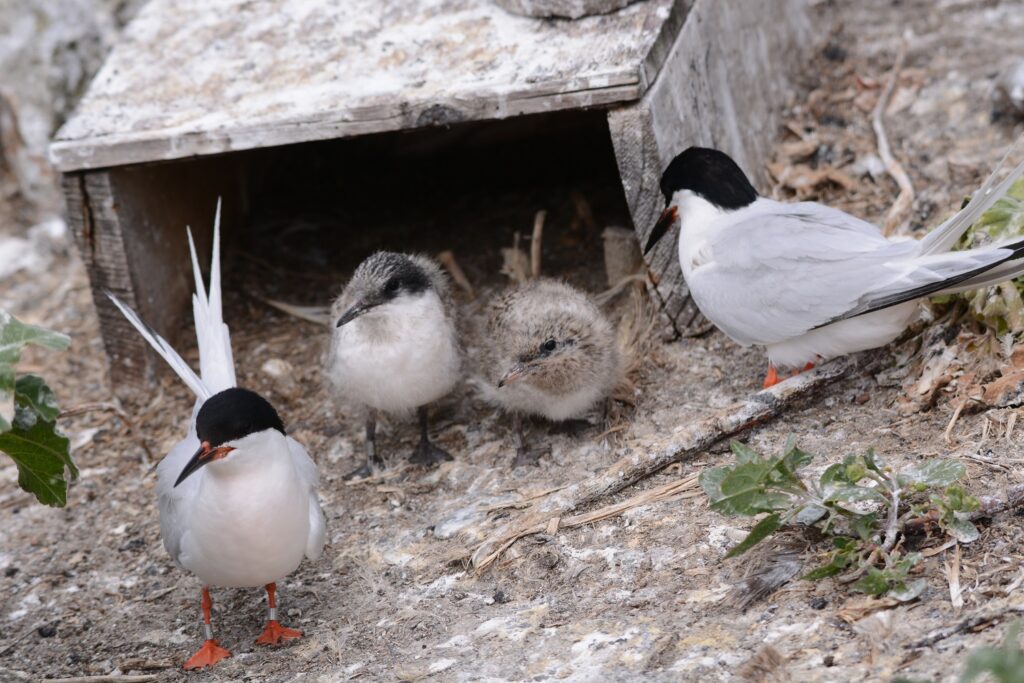 Boxing clever: the simple conservation strategy saving threatened ...
