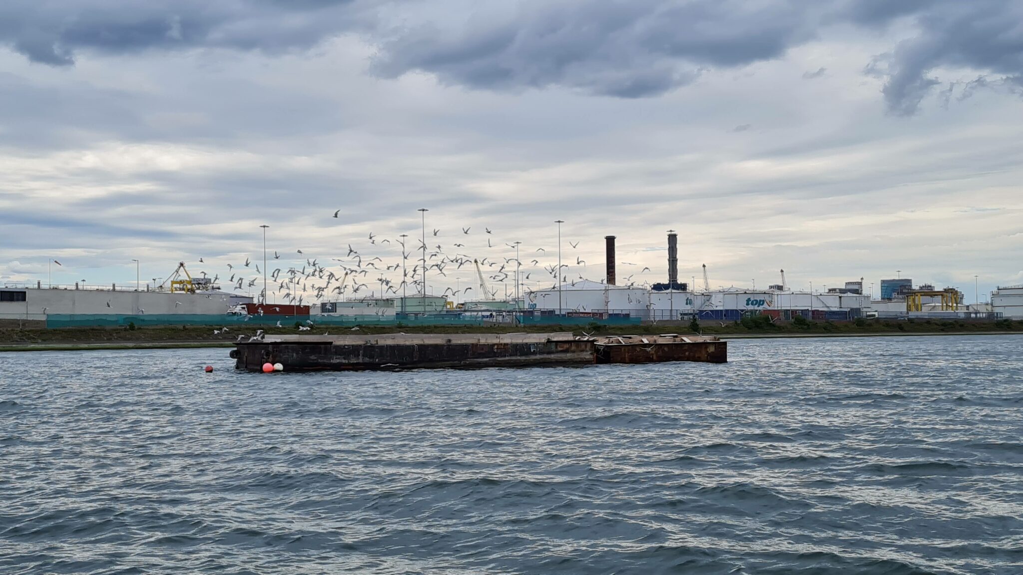 The Dublin Port Tern Colony: 2022 - BirdWatch Ireland