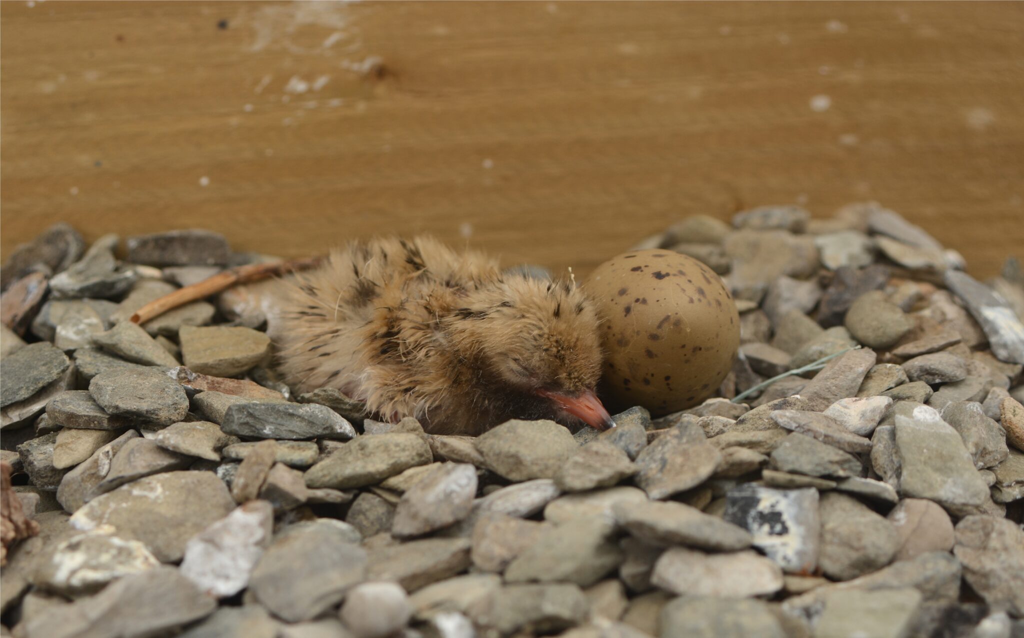 The Dublin Port Tern Colony: 2022 - BirdWatch Ireland