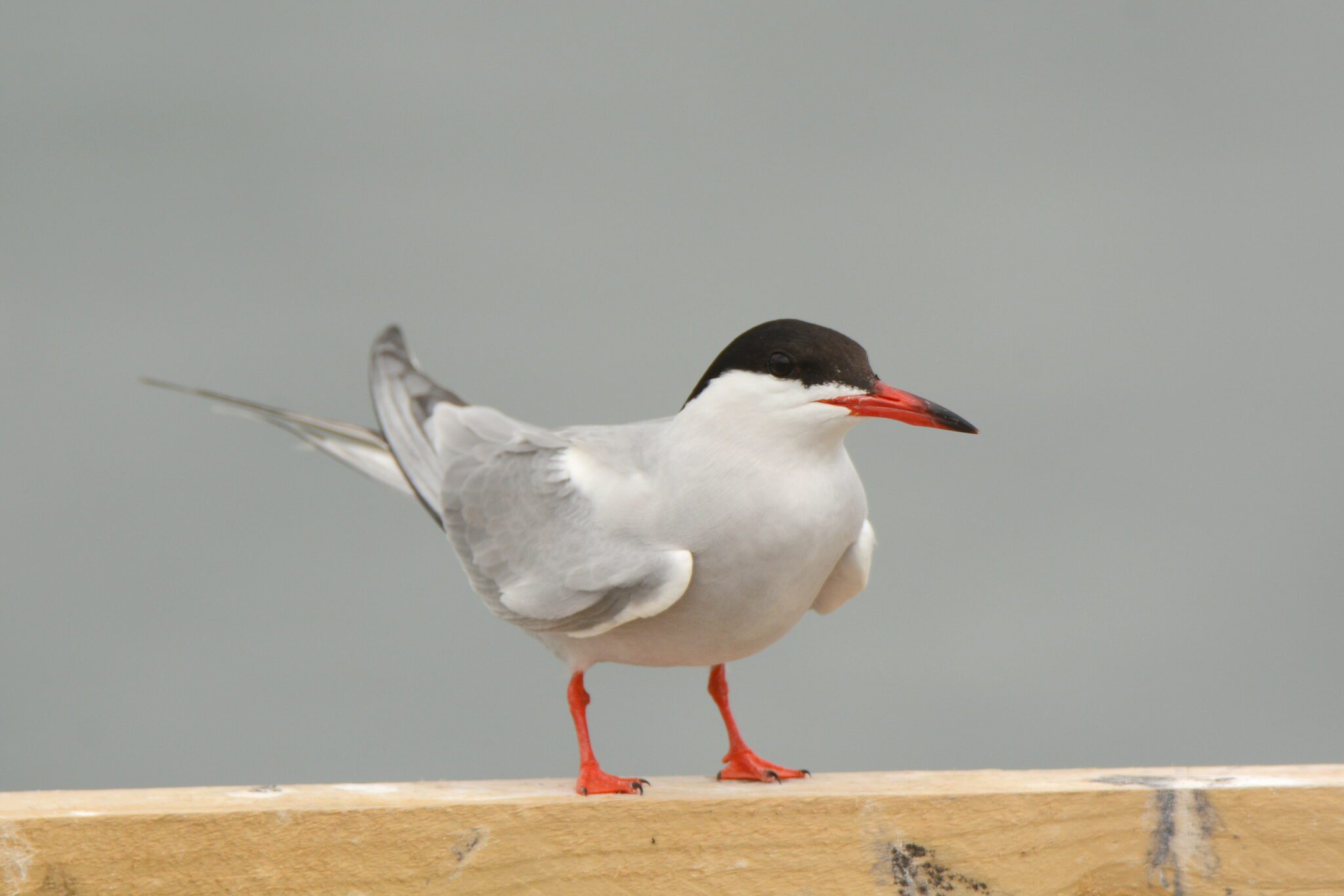 The Dublin Port Tern Colony: 2022 - BirdWatch Ireland
