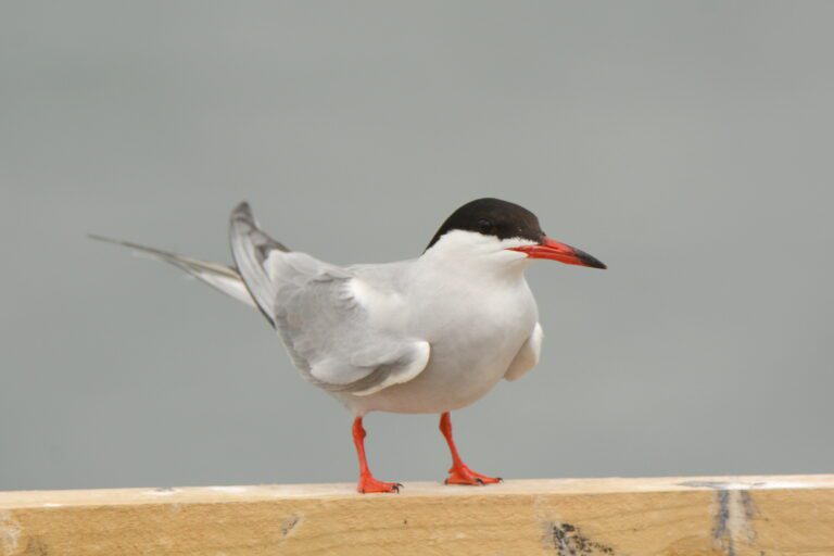The Dublin Port Tern Colony: 2022 - BirdWatch Ireland